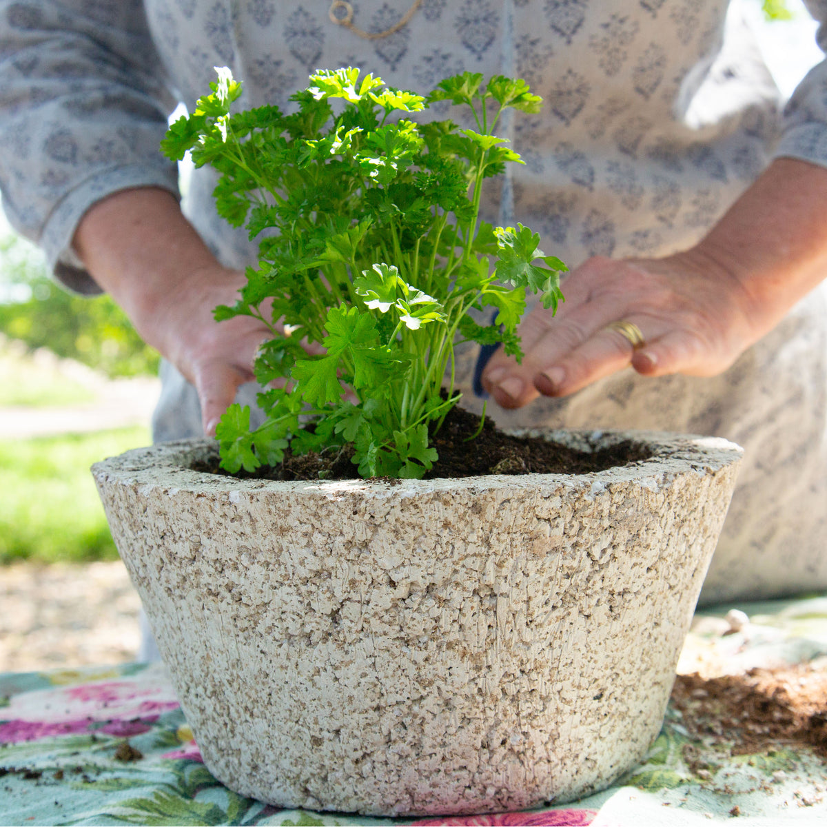 Organic Italian Parsley Herb Garden Planter - DIY Kit ...